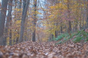Norris Watershed Trail Map