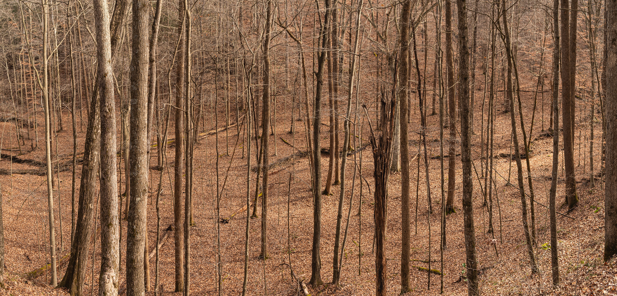 Winter view of Cave Run